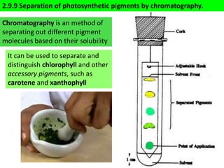 IB Biology 2.9 Slides: Photosynthesis | PPTX