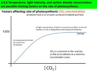 IB Biology 2.9 Slides: Photosynthesis | PPTX