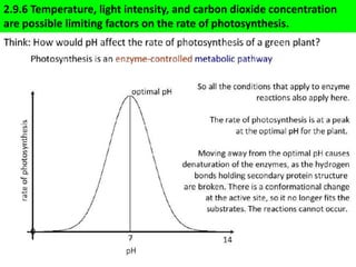 IB Biology 2.9 Slides: Photosynthesis | PPTX