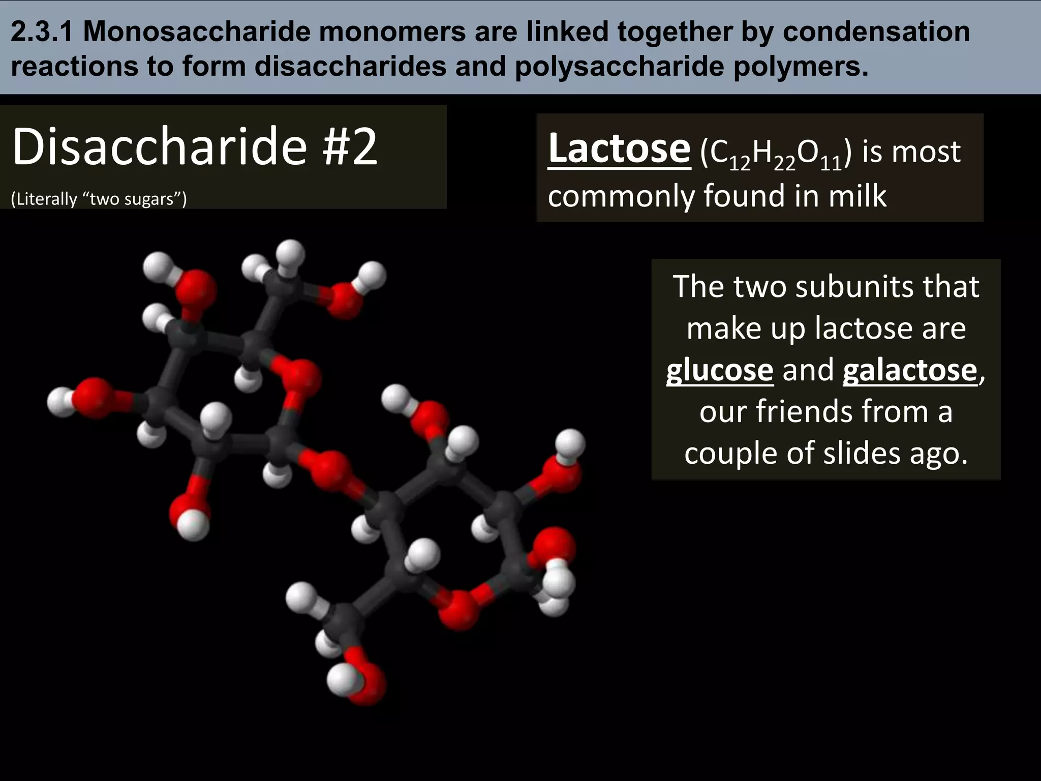 IB Biology 2.3 Slides: Lipids & Carbohydrates | PPTX