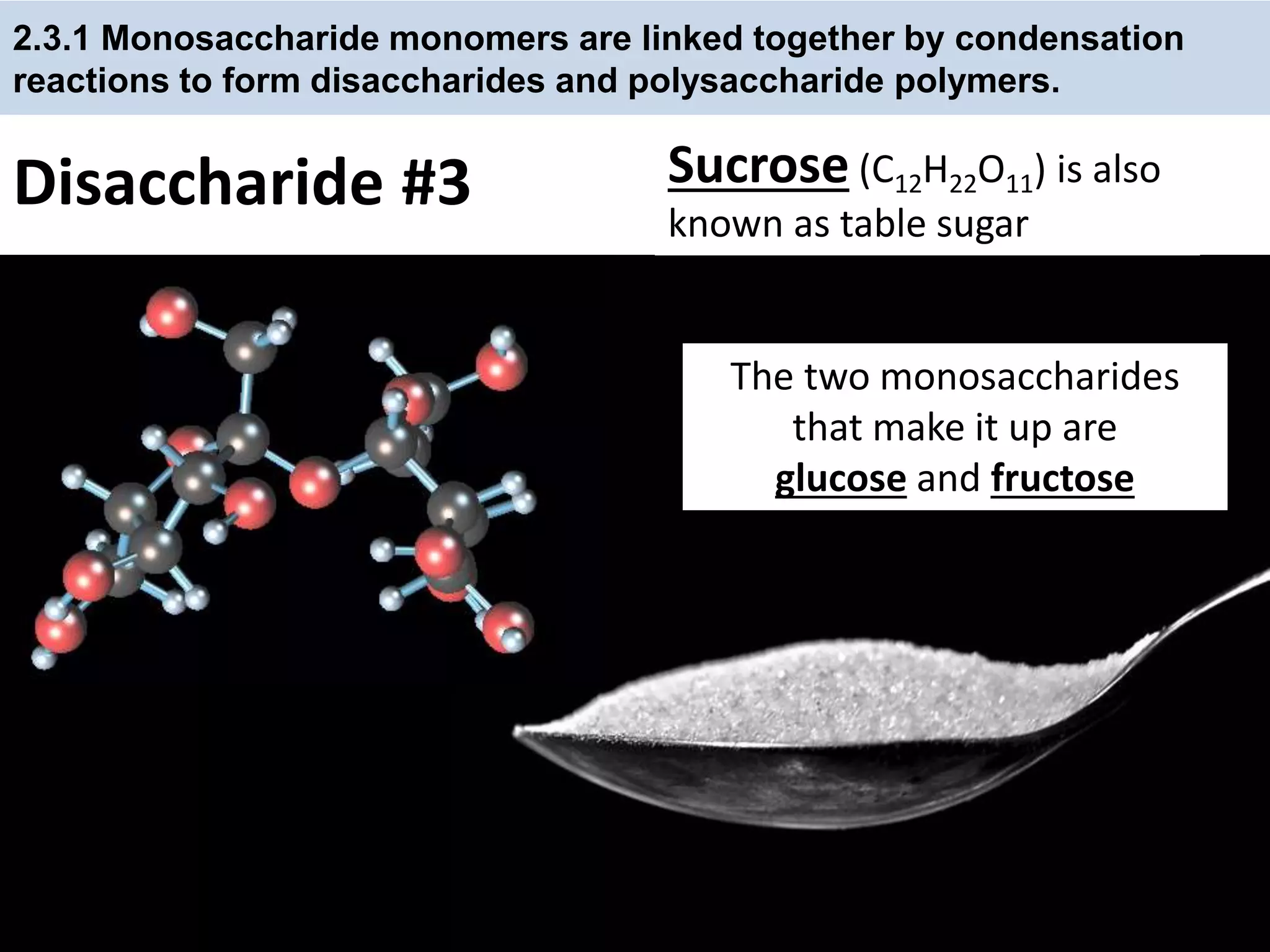 IB Biology 2.3 Slides: Lipids & Carbohydrates | PPTX