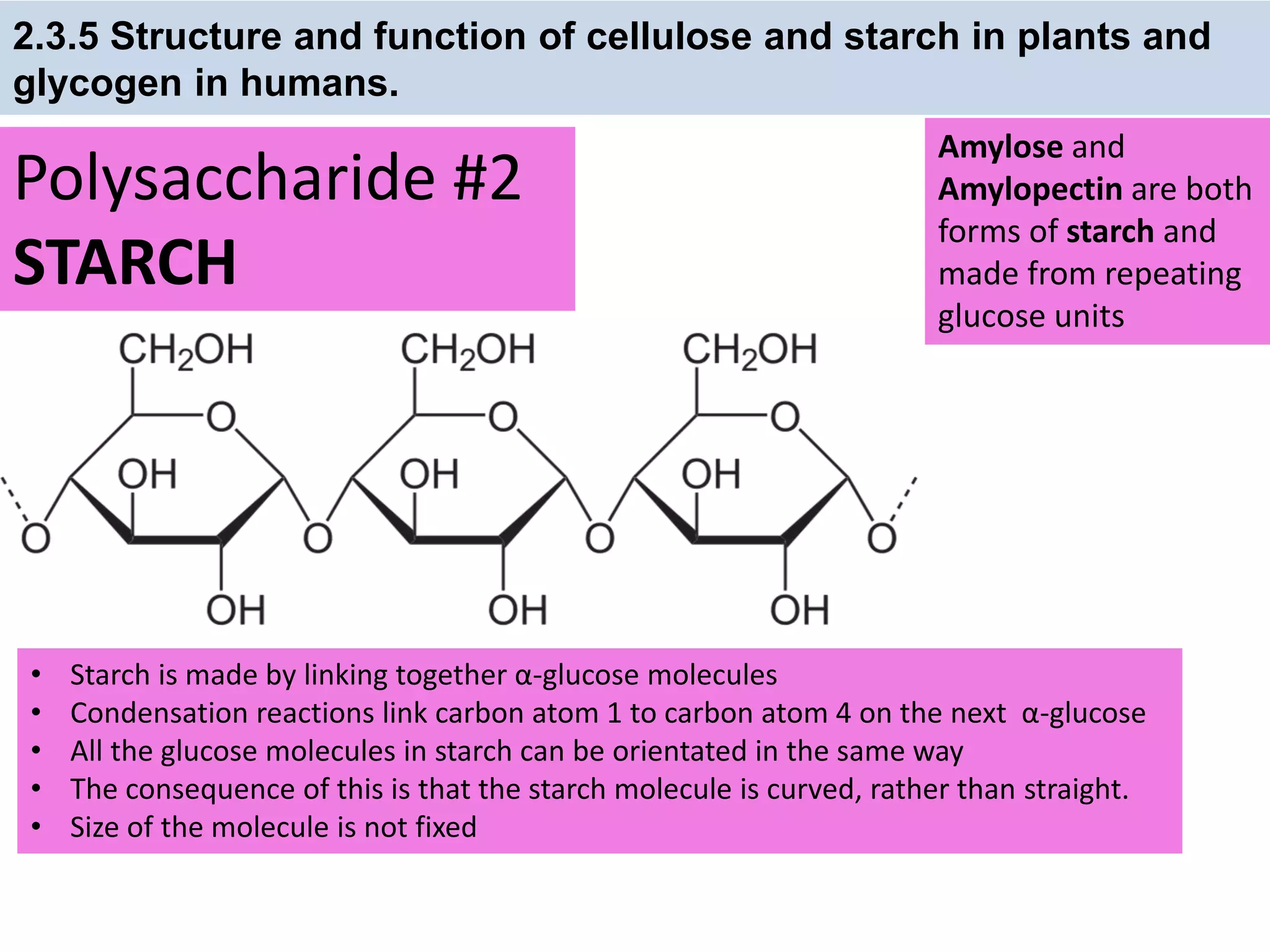 IB Biology 2.3 Slides: Lipids & Carbohydrates | PPTX
