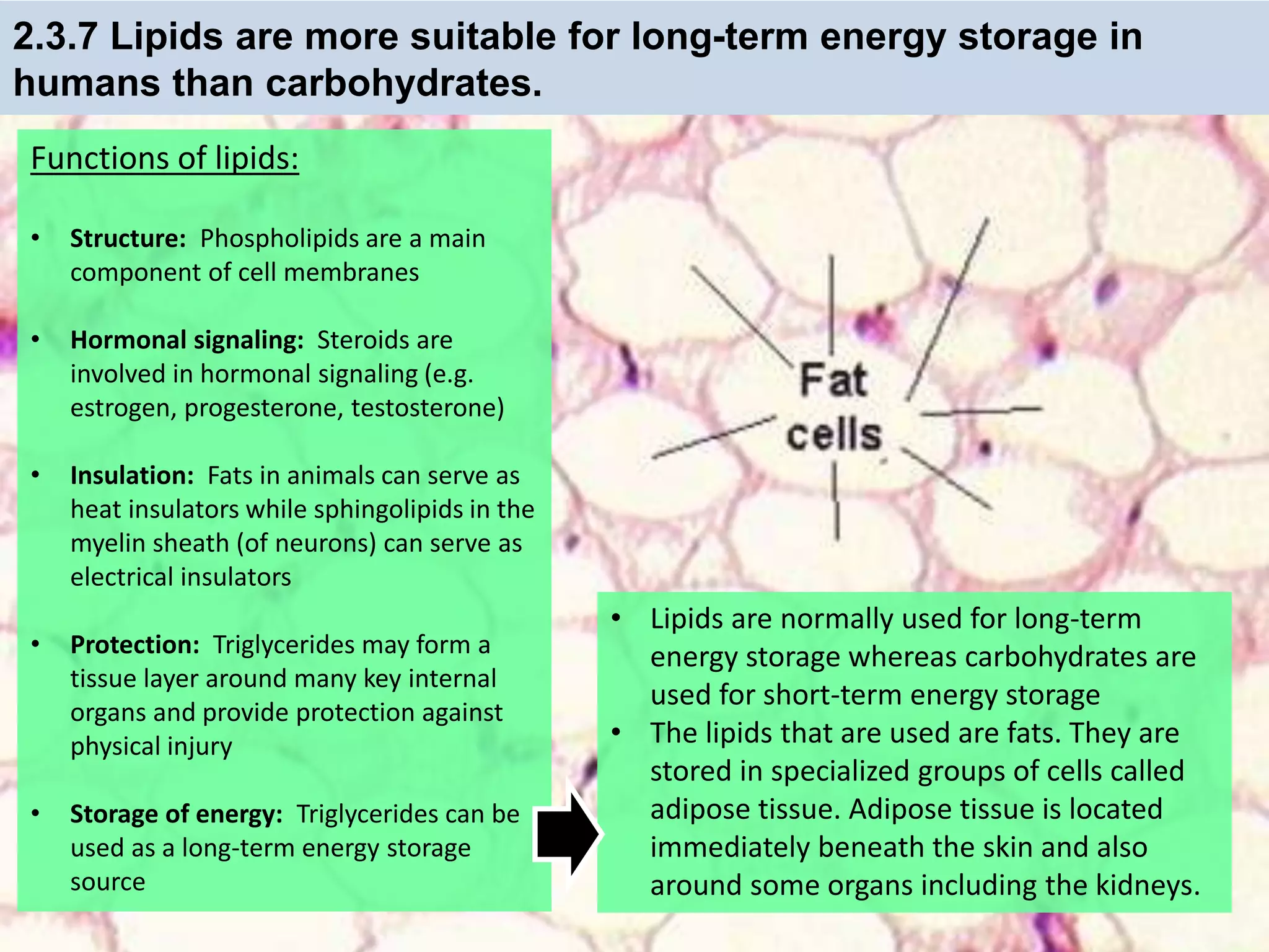 IB Biology 2.3 Slides: Lipids & Carbohydrates | PPTX