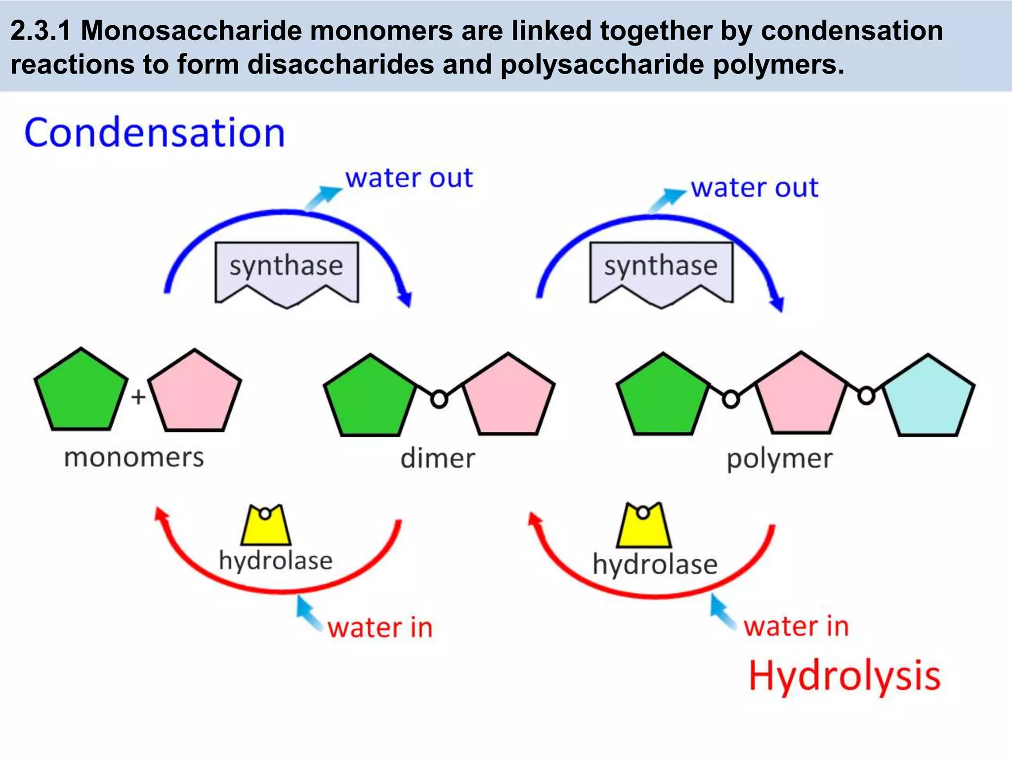 IB Biology 2.3 Slides: Lipids & Carbohydrates | PPTX
