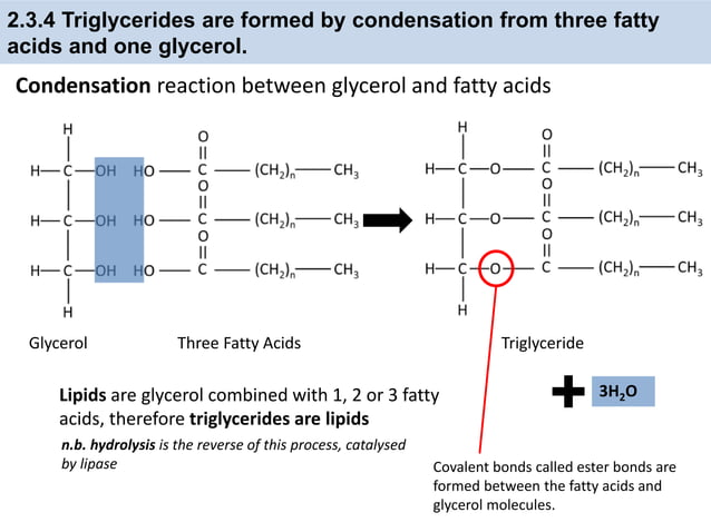 IB Biology 2.3 Slides: Lipids & Carbohydrates | PPTX | Chemistry | Science