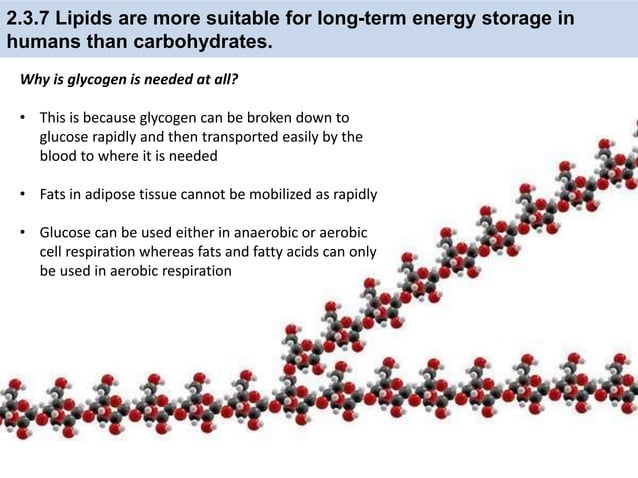 IB Biology 2.3 Slides: Lipids & Carbohydrates | PPTX | Chemistry | Science