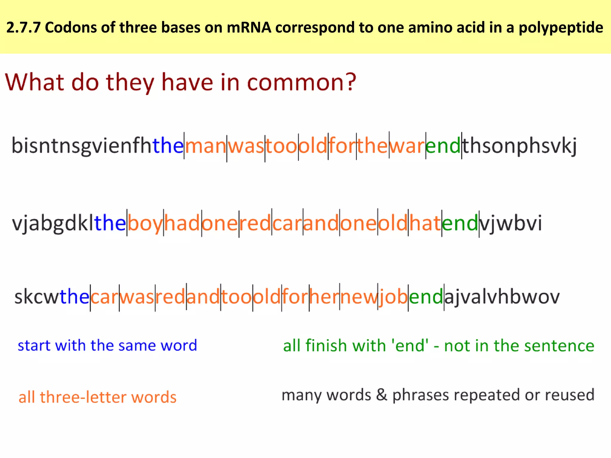 IB Biology 2.7 Slides: Transcription & Translation | PPTX