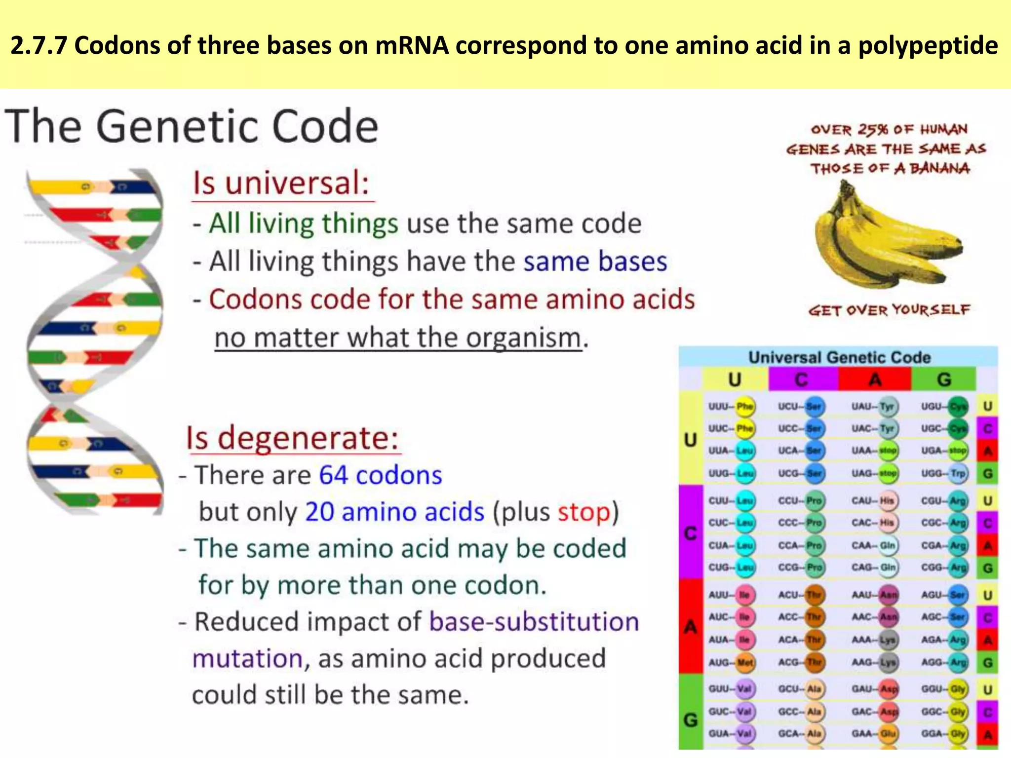 IB Biology 2.7 Slides: Transcription & Translation | PPTX