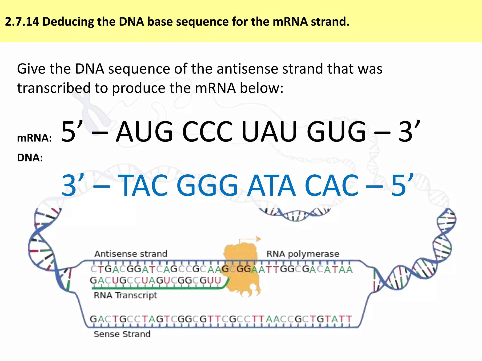 IB Biology 2.7 Slides: Transcription & Translation | PPTX