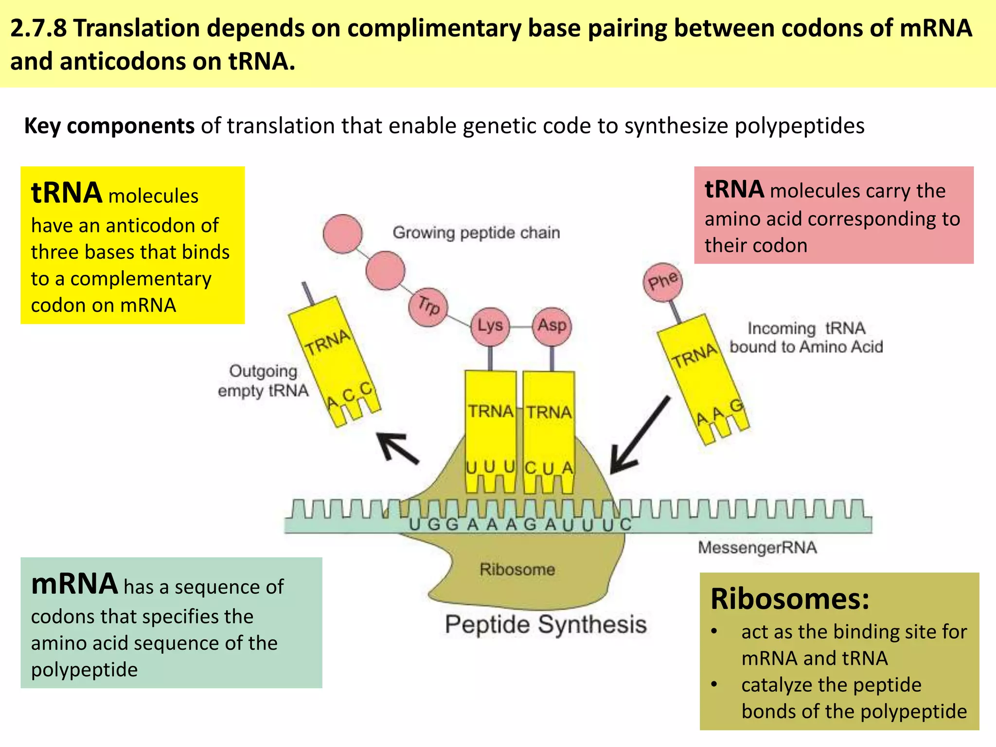 IB Biology 2.7 Slides: Transcription & Translation | PPTX