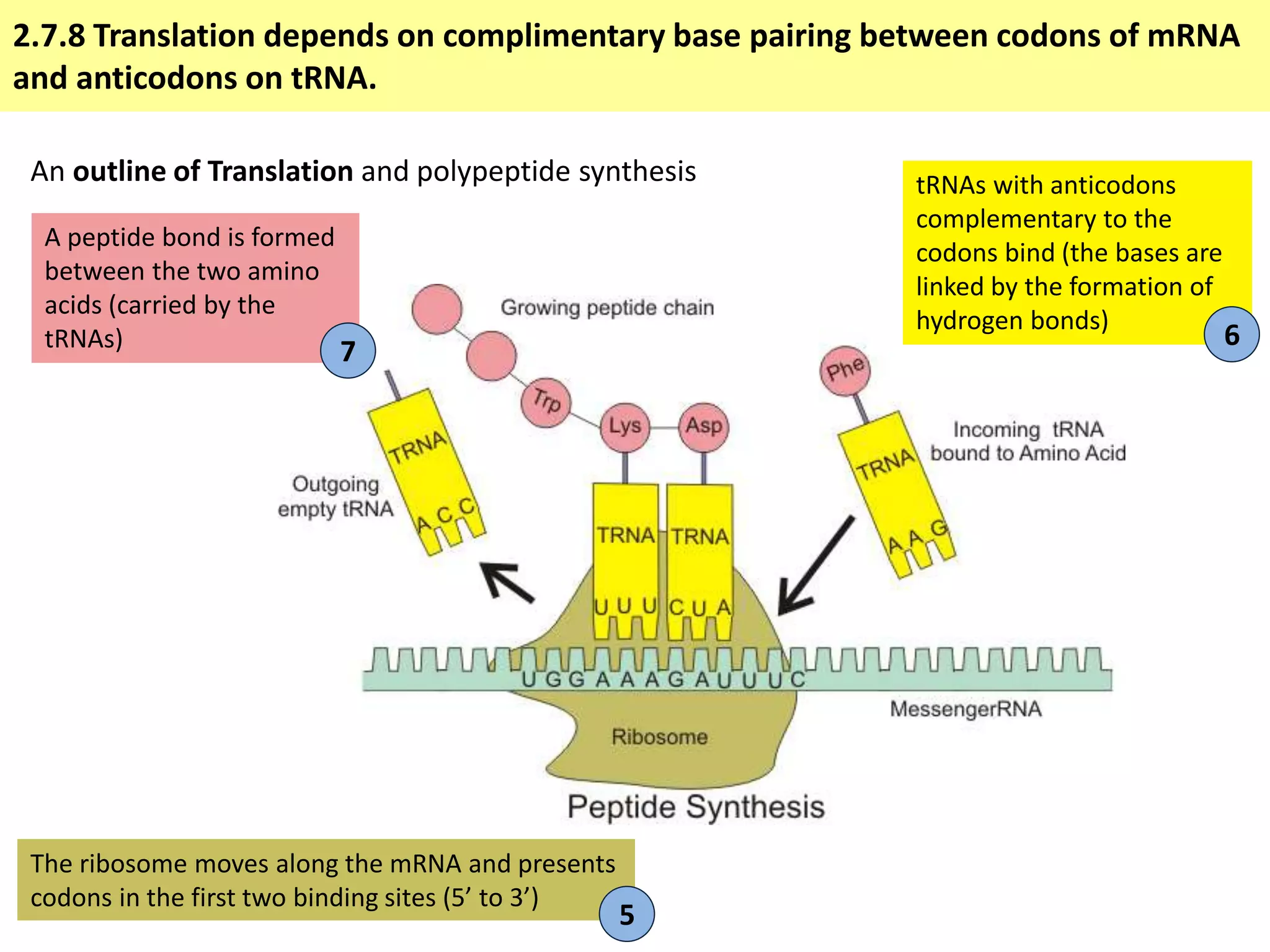 IB Biology 2.7 Slides: Transcription & Translation | PPTX