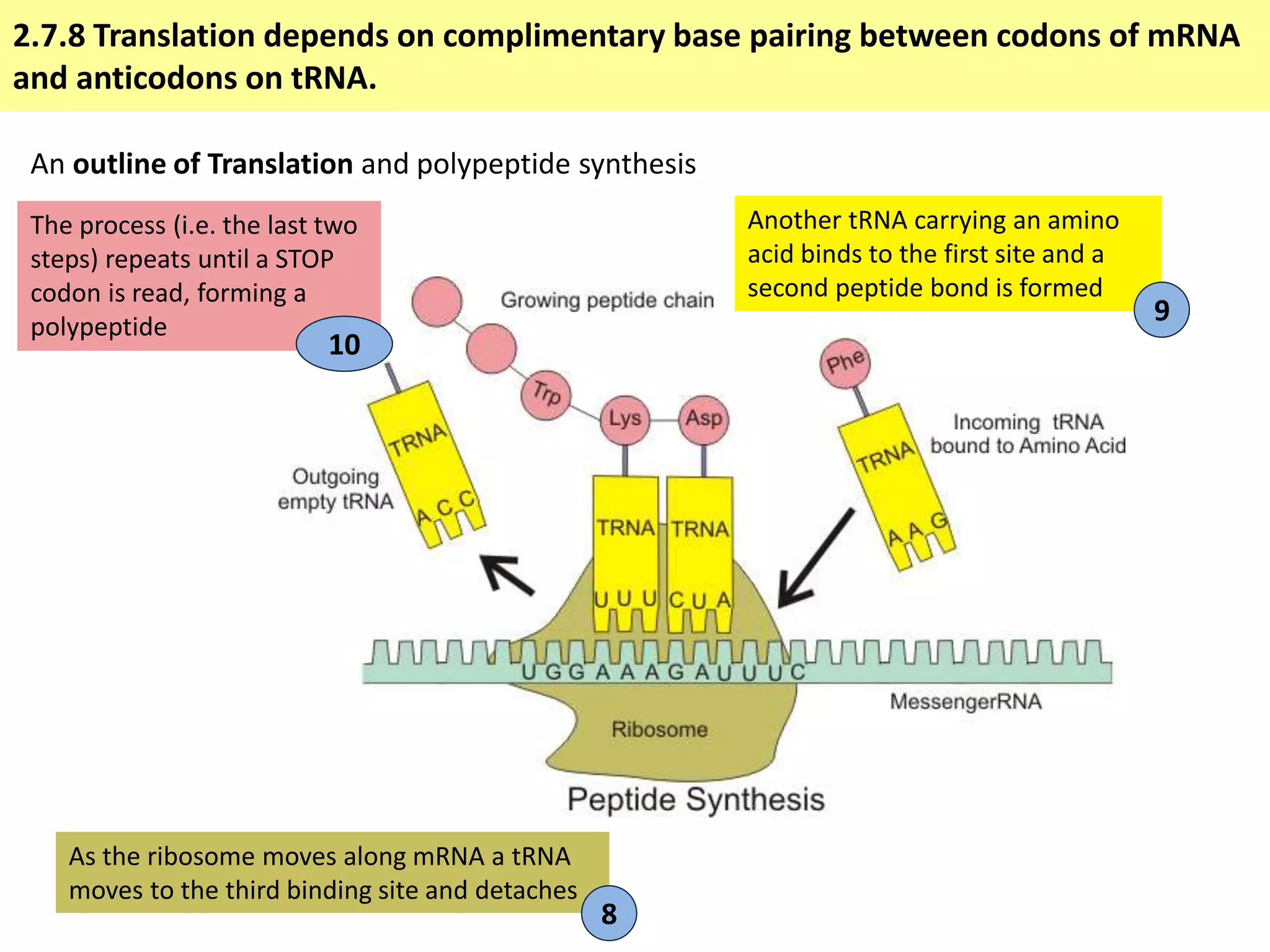 IB Biology 2.7 Slides: Transcription & Translation | PPTX