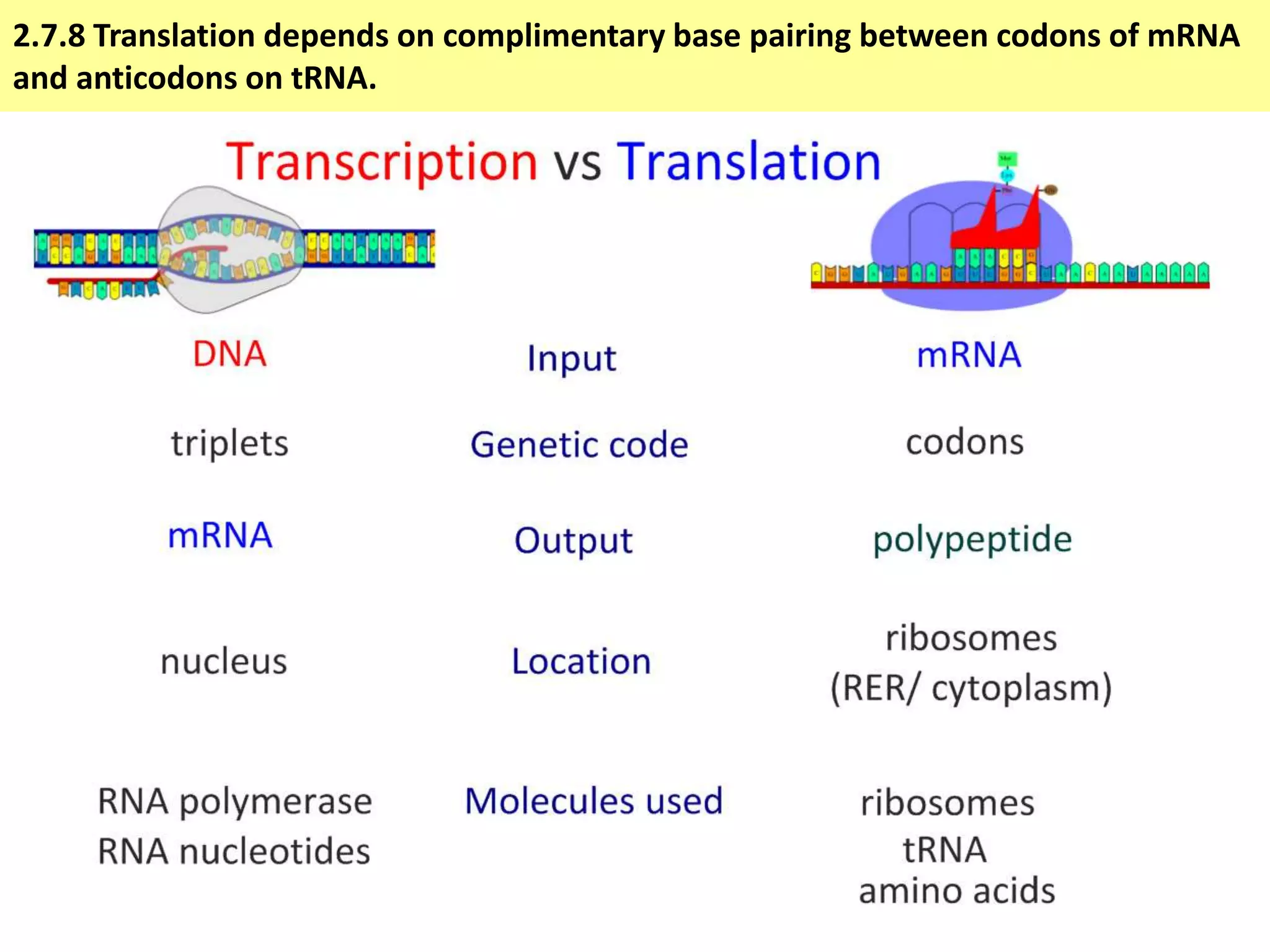 IB Biology 2.7 Slides: Transcription & Translation | PPTX