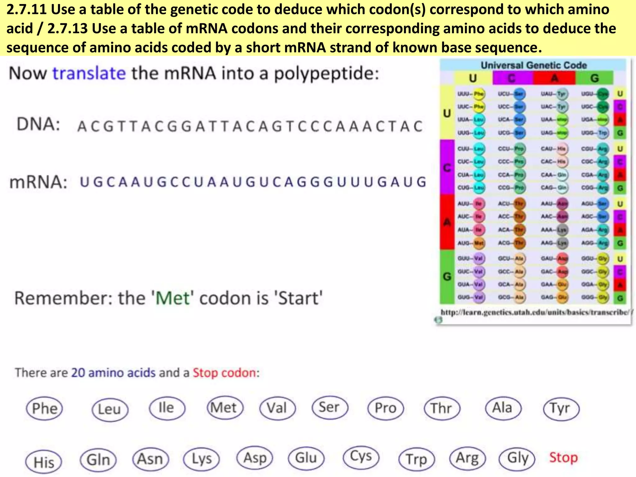 IB Biology 2.7 Slides: Transcription & Translation | PPTX