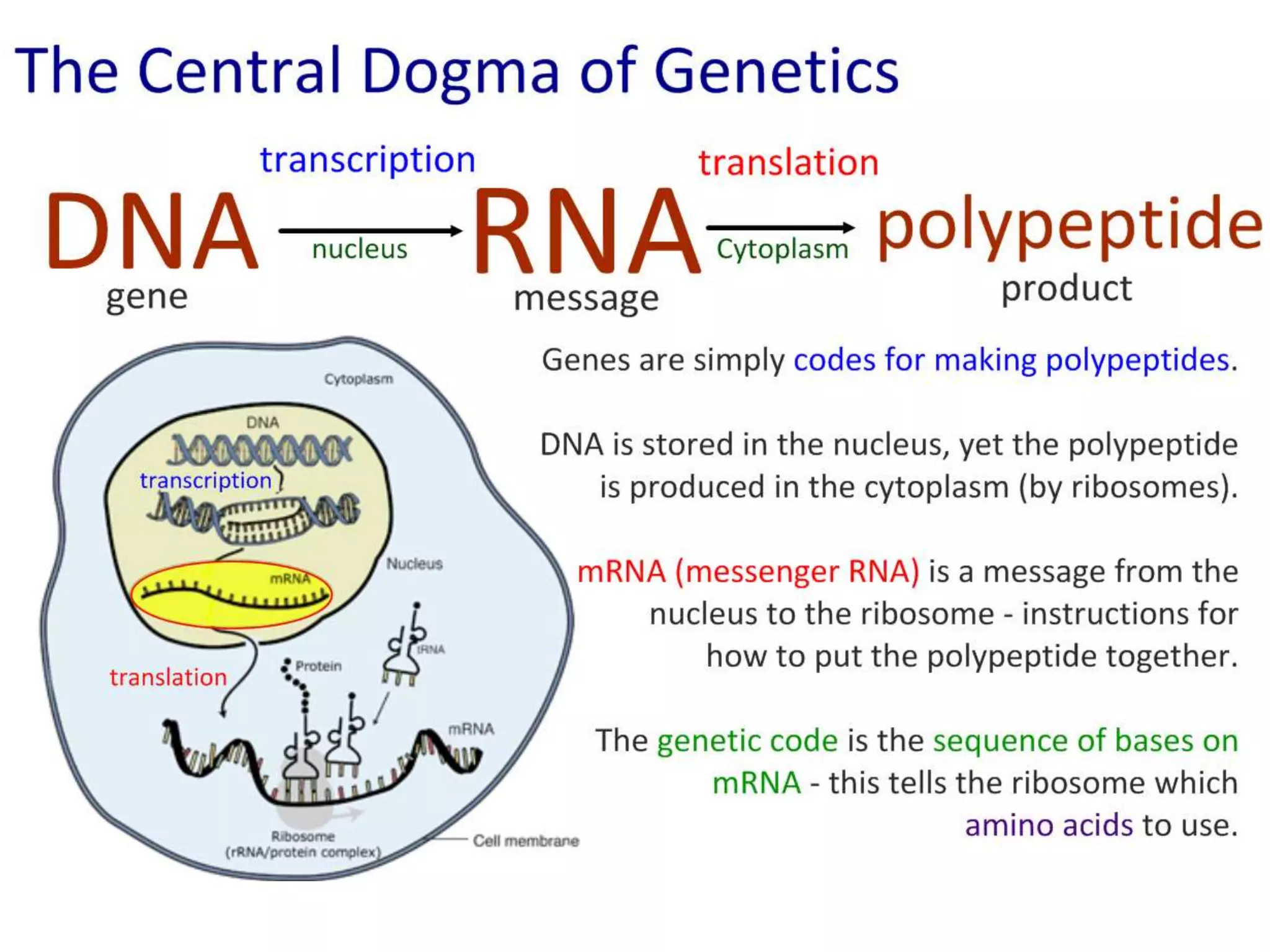 IB Biology 2.7 Slides: Transcription & Translation | PPTX