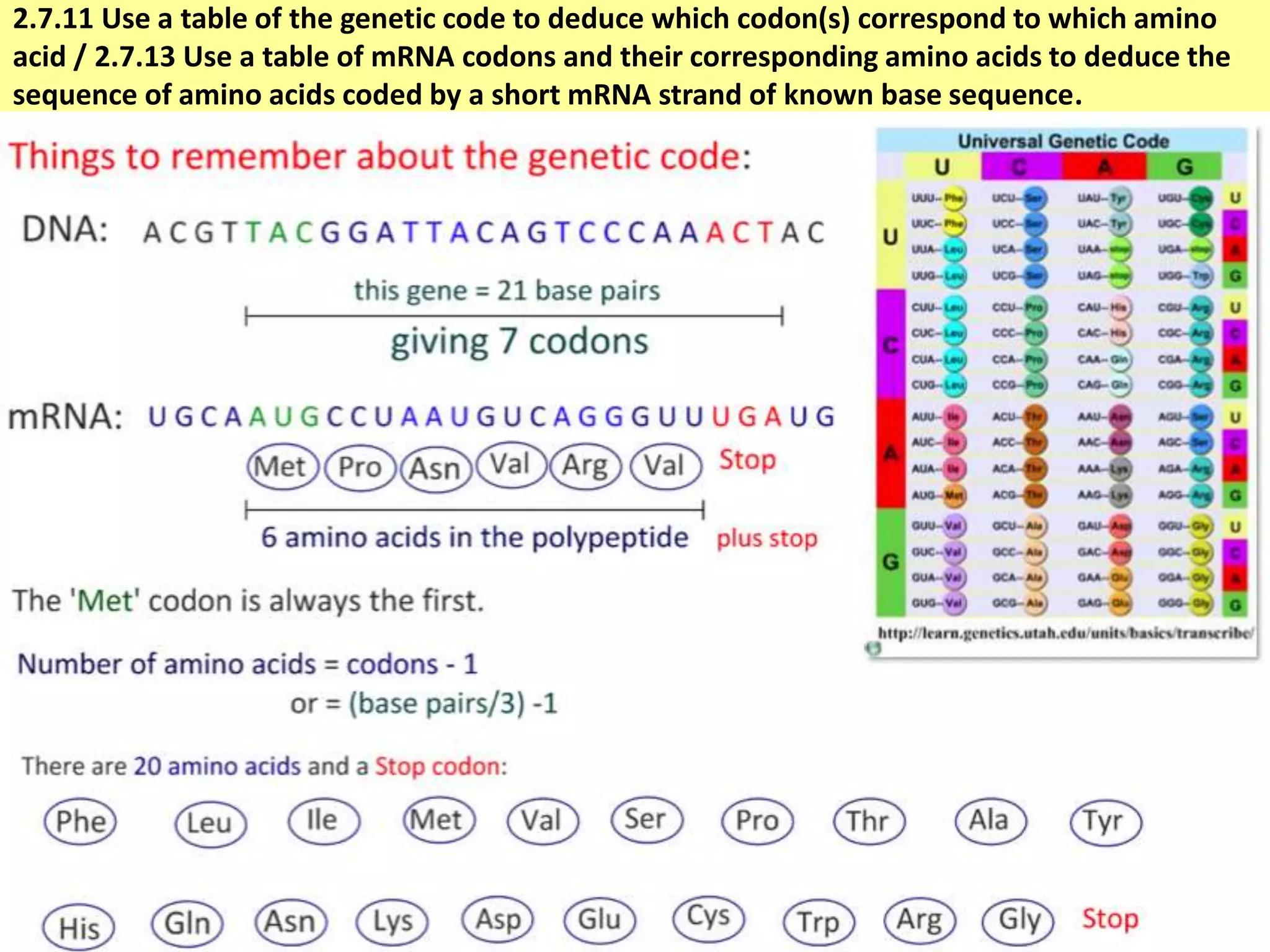 IB Biology 2.7 Slides: Transcription & Translation | PPTX