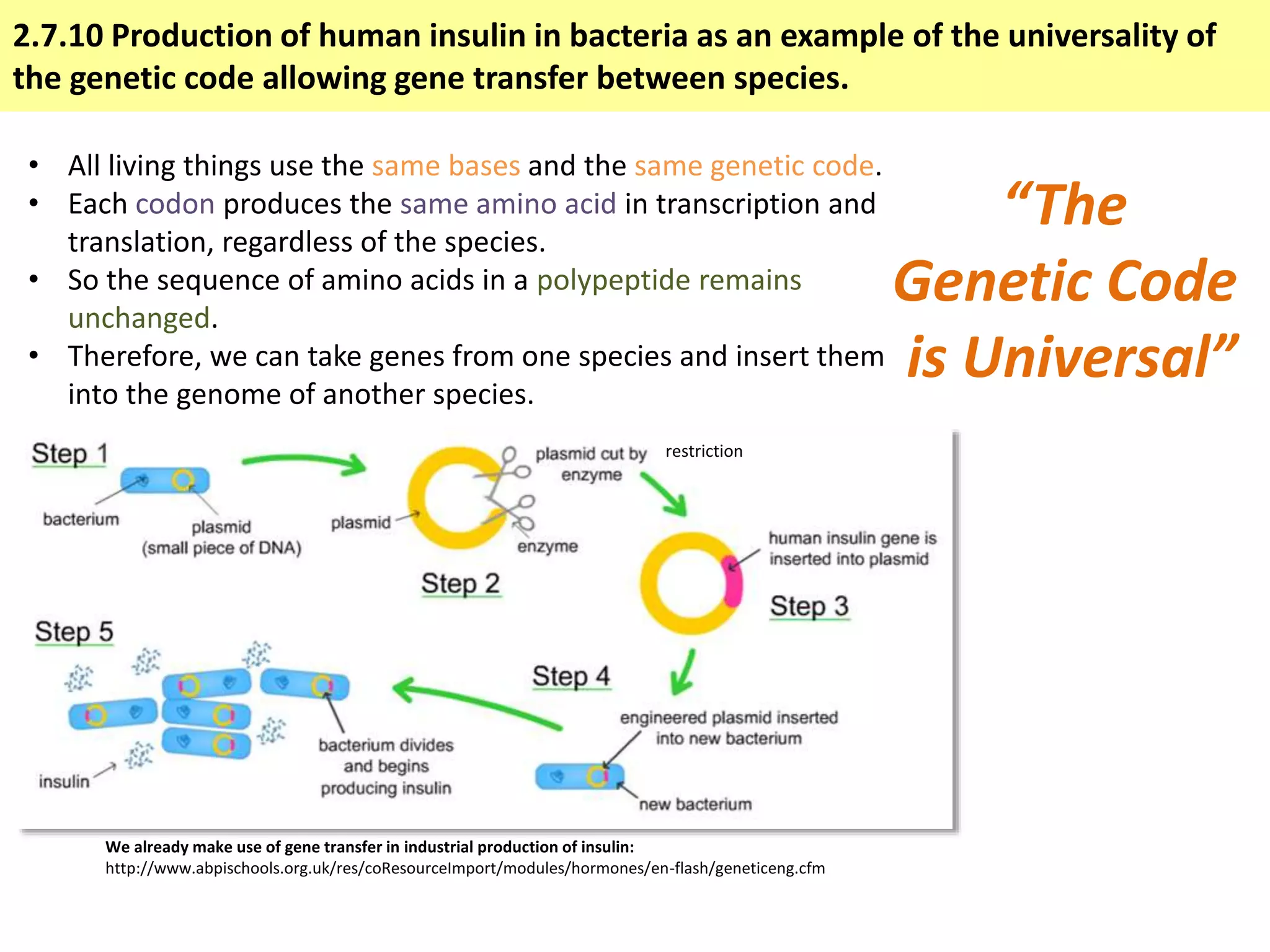 IB Biology 2.7 Slides: Transcription & Translation | PPTX