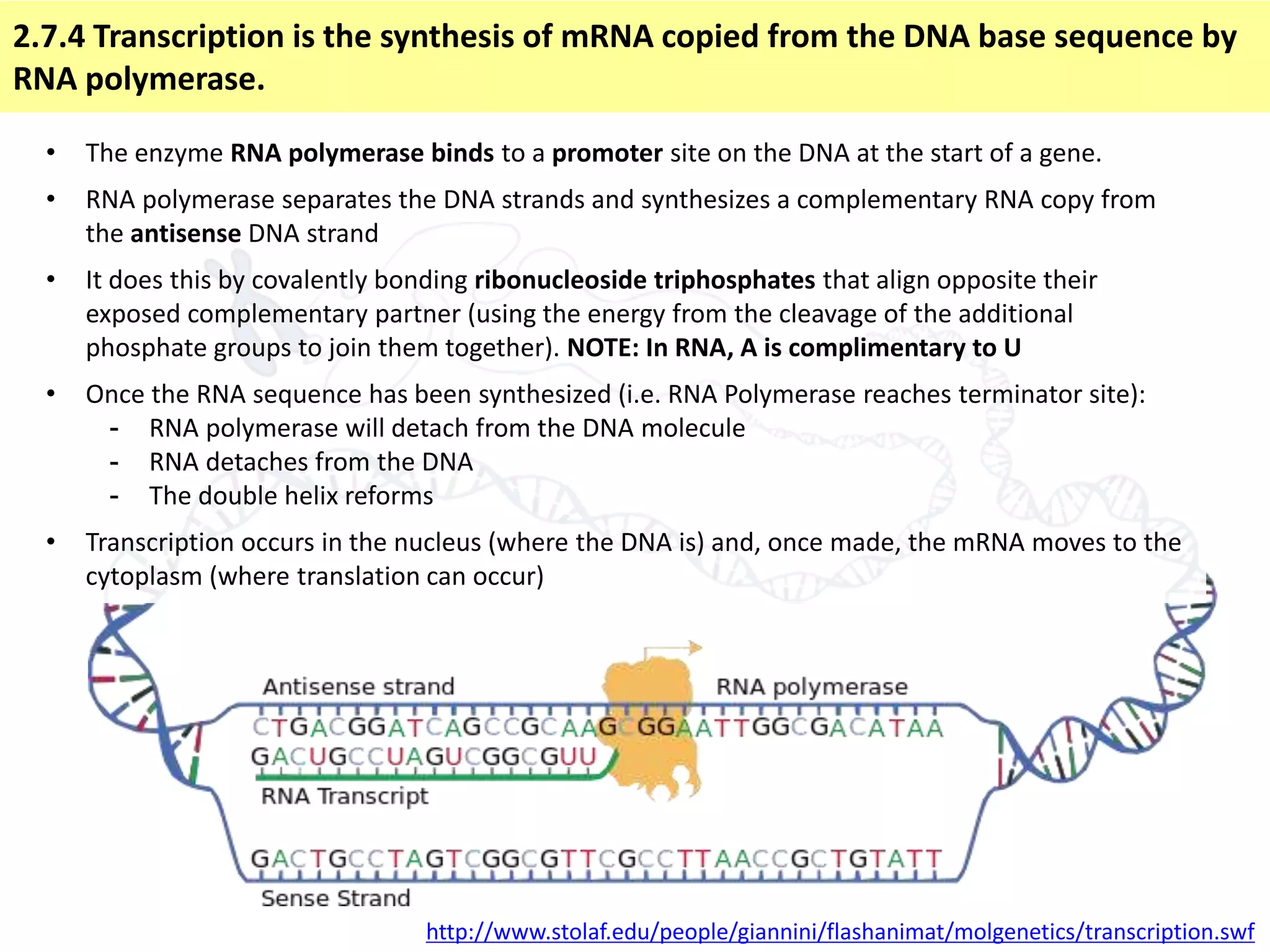 IB Biology 2.7 Slides: Transcription & Translation | PPTX