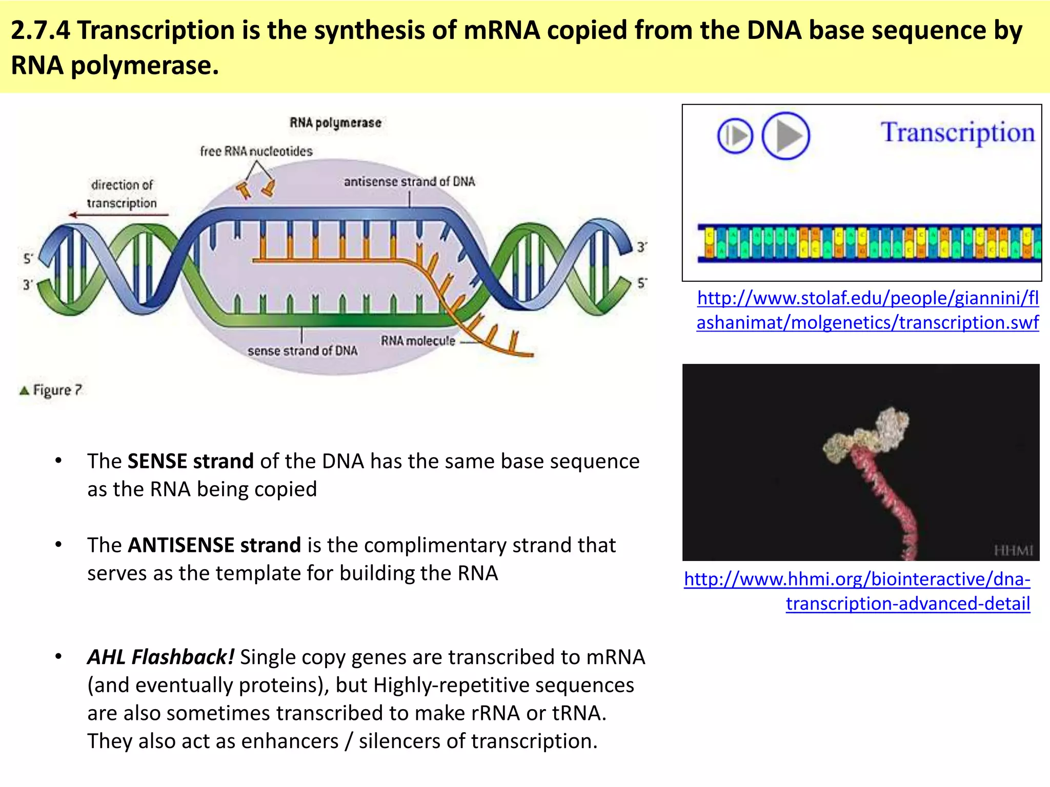 IB Biology 2.7 Slides: Transcription & Translation | PPTX