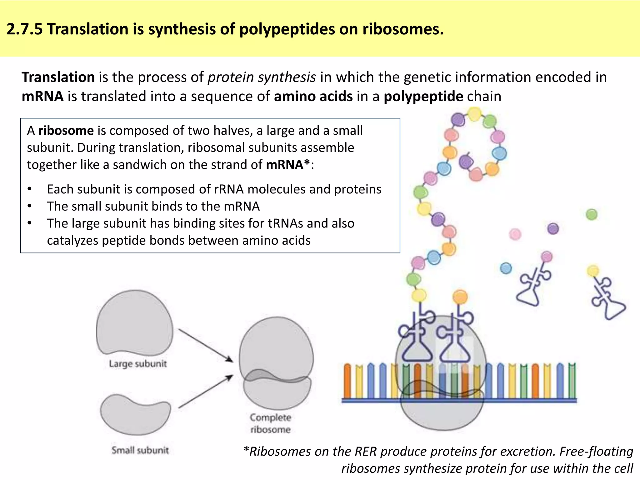 IB Biology 2.7 Slides: Transcription & Translation | PPTX