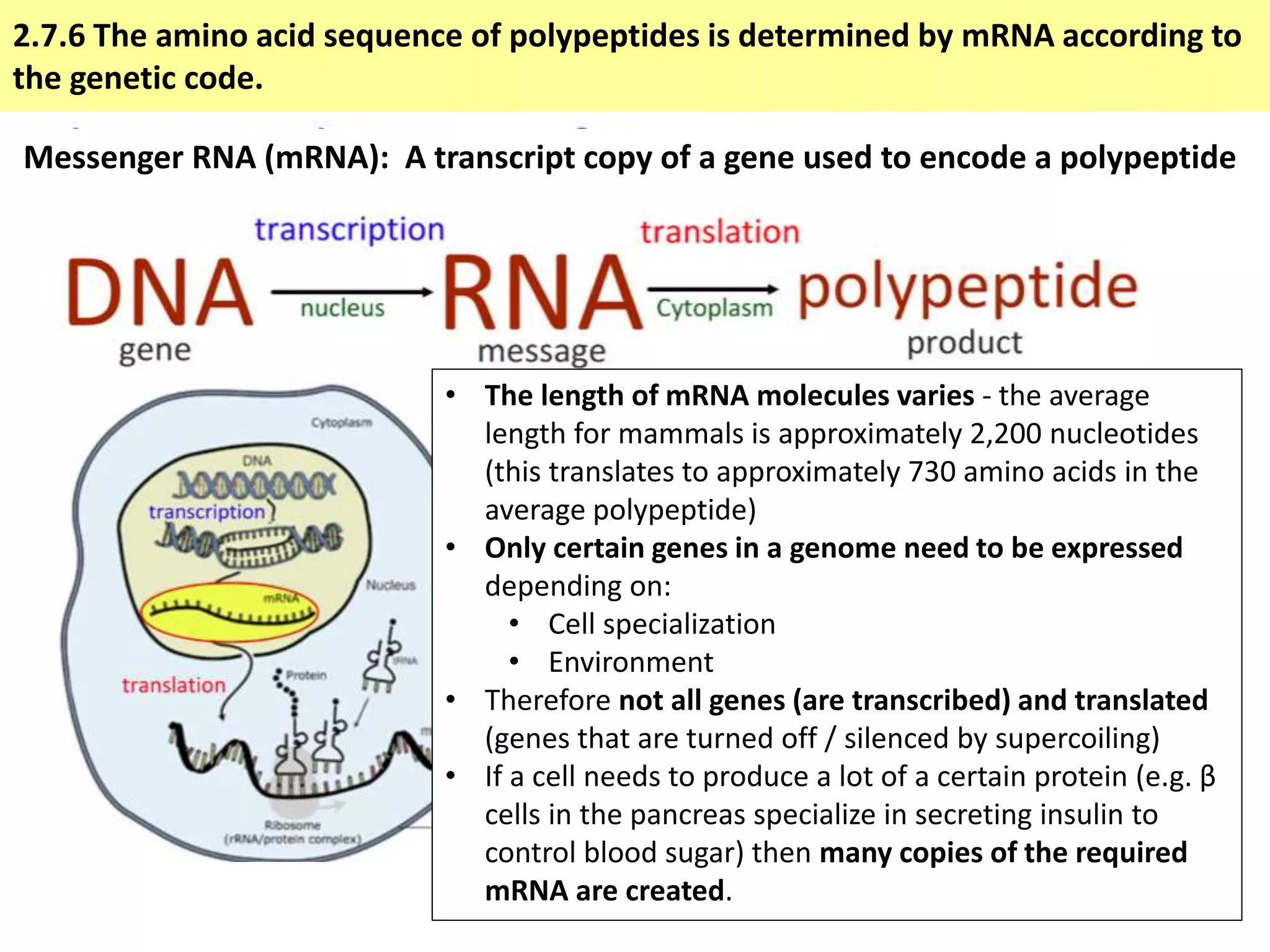 IB Biology 2.7 Slides: Transcription & Translation | PPTX