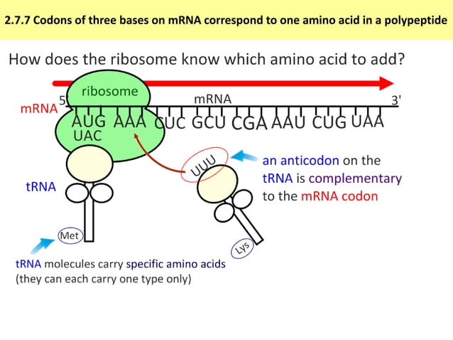 IB Biology 2.7 Slides: Transcription & Translation | PPTX