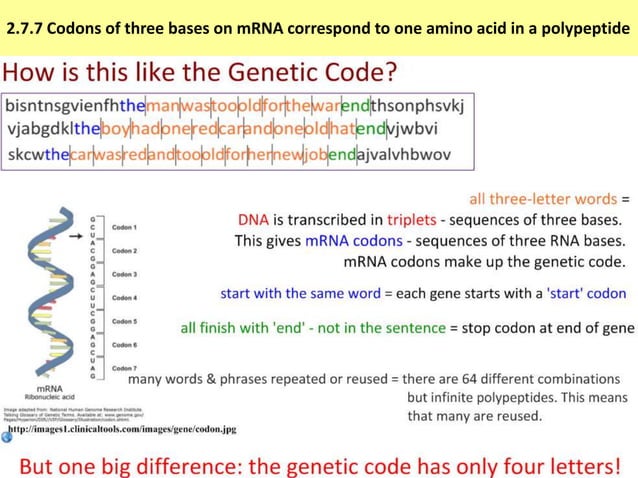IB Biology 2.7 Slides: Transcription & Translation | PPTX