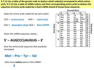 IB Biology 2.7 Slides: Transcription & Translation | PPTX