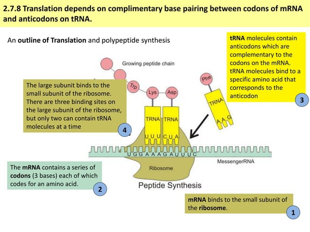 IB Biology 2.7 Slides: Transcription & Translation | PPTX