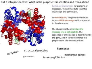 IB Biology 2.7 Slides: Transcription & Translation | PPTX