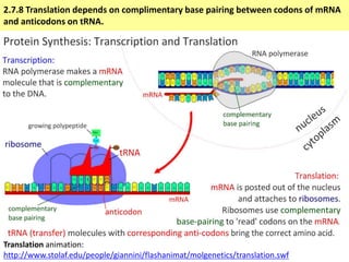 IB Biology 2.7 Slides: Transcription & Translation | PPTX
