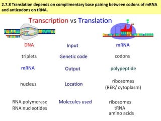 IB Biology 2.7 Slides: Transcription & Translation | PPTX