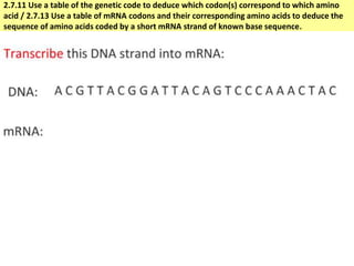 IB Biology 2.7 Slides: Transcription & Translation | PPTX
