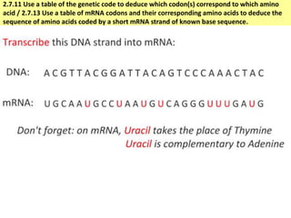 IB Biology 2.7 Slides: Transcription & Translation | PPTX