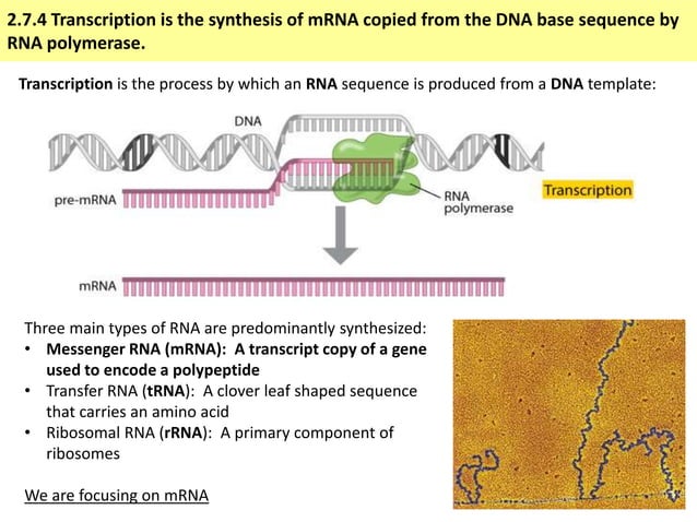 IB Biology 2.7 Slides: Transcription & Translation | PPTX