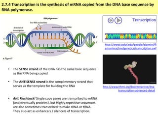 IB Biology 2.7 Slides: Transcription & Translation | PPTX