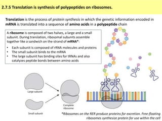IB Biology 2.7 Slides: Transcription & Translation | PPTX