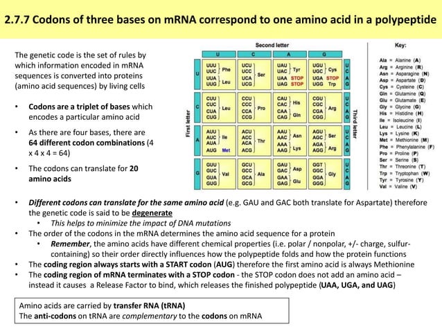 IB Biology 2.7 Slides: Transcription & Translation | PPTX
