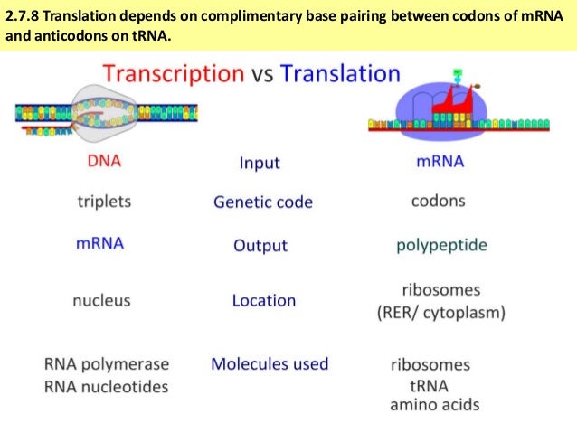 IB Biology 2.7 Slides: Transcription & Translation