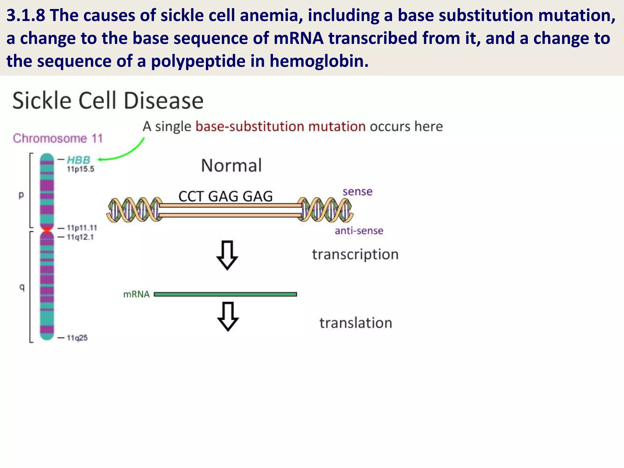 IB Biology 3.1 Slides: Genes | PPTX