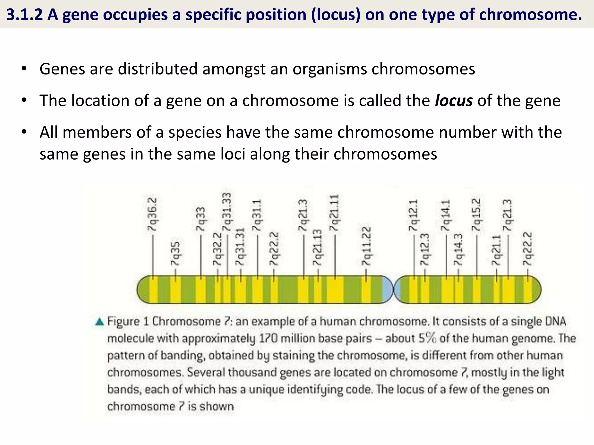 IB Biology 3.1 Slides: Genes | PPTX