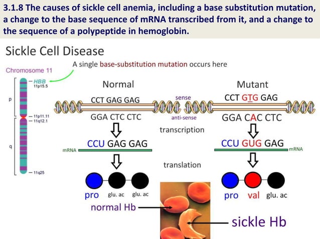 IB Biology 3.1 Slides: Genes | PPTX | Genetics | Science