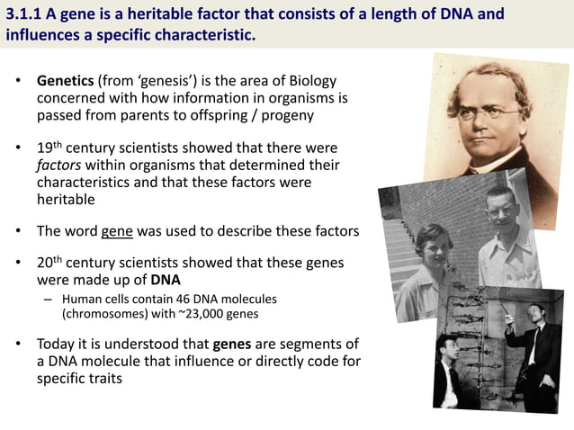 IB Biology 3.1 Slides: Genes | PPTX | Genetics | Science