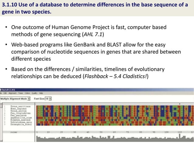 IB Biology 3.1 Slides: Genes | PPTX | Genetics | Science