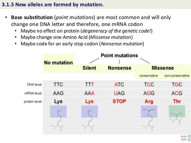 IB Biology 3.1 Slides: Genes