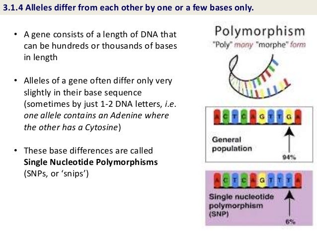 IB Biology 3.1 Slides: Genes