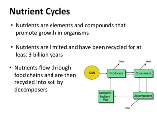 IB Biology 4.1-4.2 Slides: Ecosystems & Energy Flow | PPTX