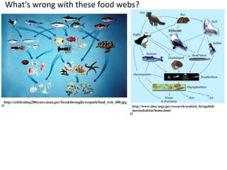 IB Biology 4.1-4.2 Slides: Ecosystems & Energy Flow | PPTX