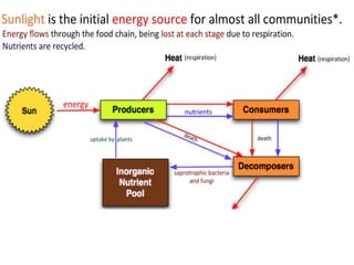 IB Biology 4.1-4.2 Slides: Ecosystems & Energy Flow | PPTX