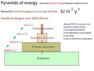IB Biology 4.1-4.2 Slides: Ecosystems & Energy Flow | PPTX